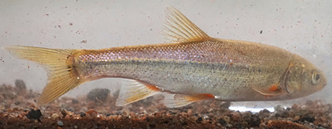 Pahranagat Roundtail Chub | FWS.gov